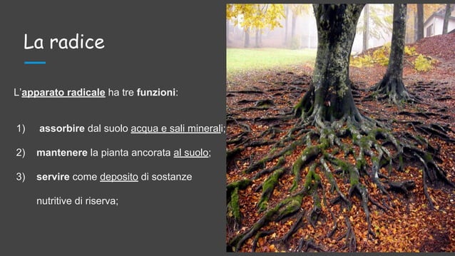 La radice matteo b | PDF