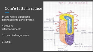 La radice matteo b | PDF