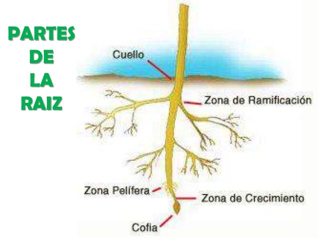 Una raiz con sus partes - Imagui