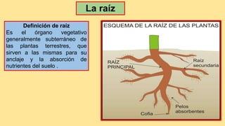 La raiz | PPTX