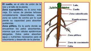 La raiz | PPTX