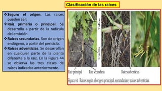 La raiz | PPTX