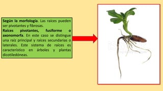 La raiz | PPTX