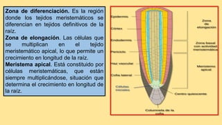 Meristema Apical De La Raíz