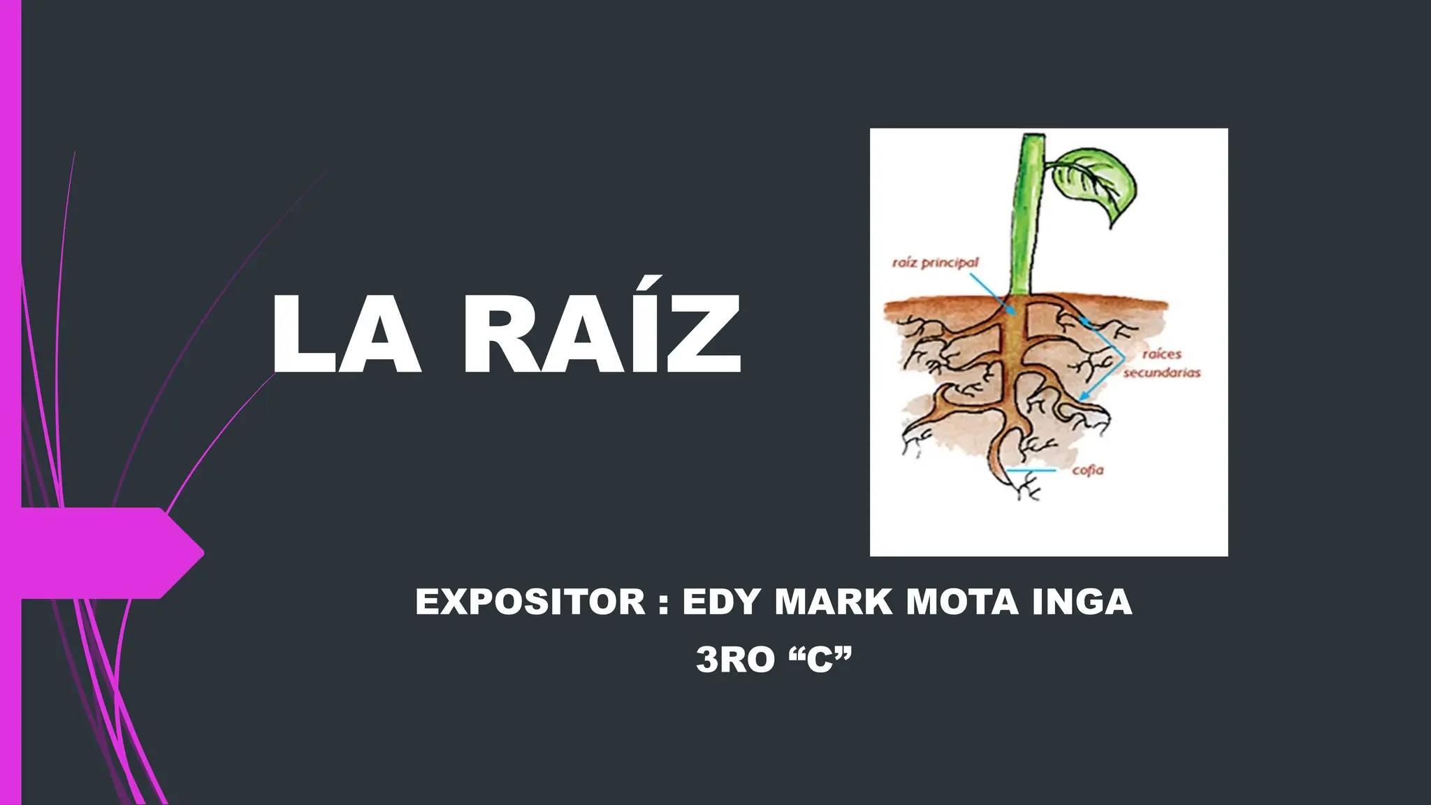 LA RAIZ CONCEPTO Y SUS PARTES TIPOS Y EJEMPLOS | PPTX | Science