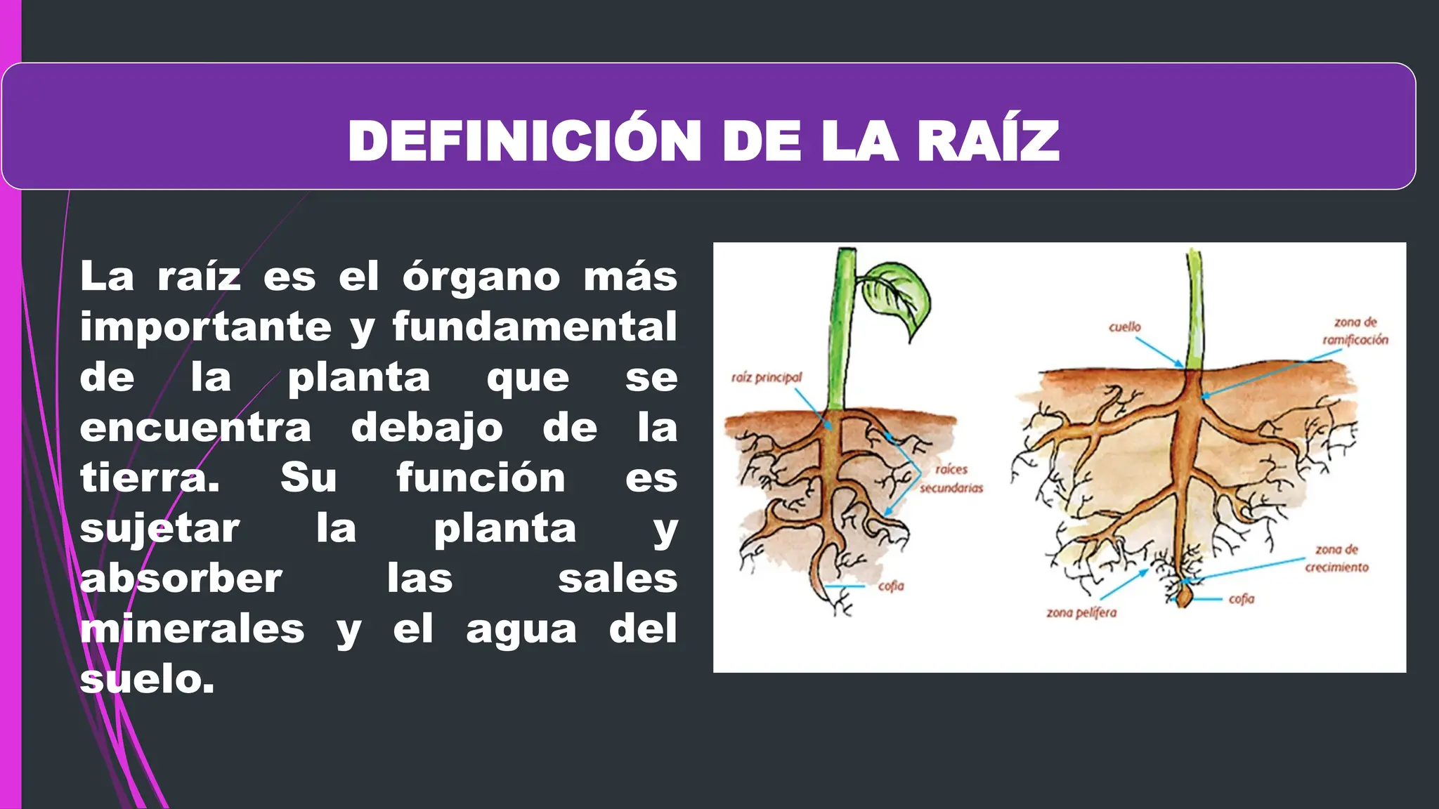 LA RAIZ CONCEPTO Y SUS PARTES TIPOS Y EJEMPLOS | PPTX