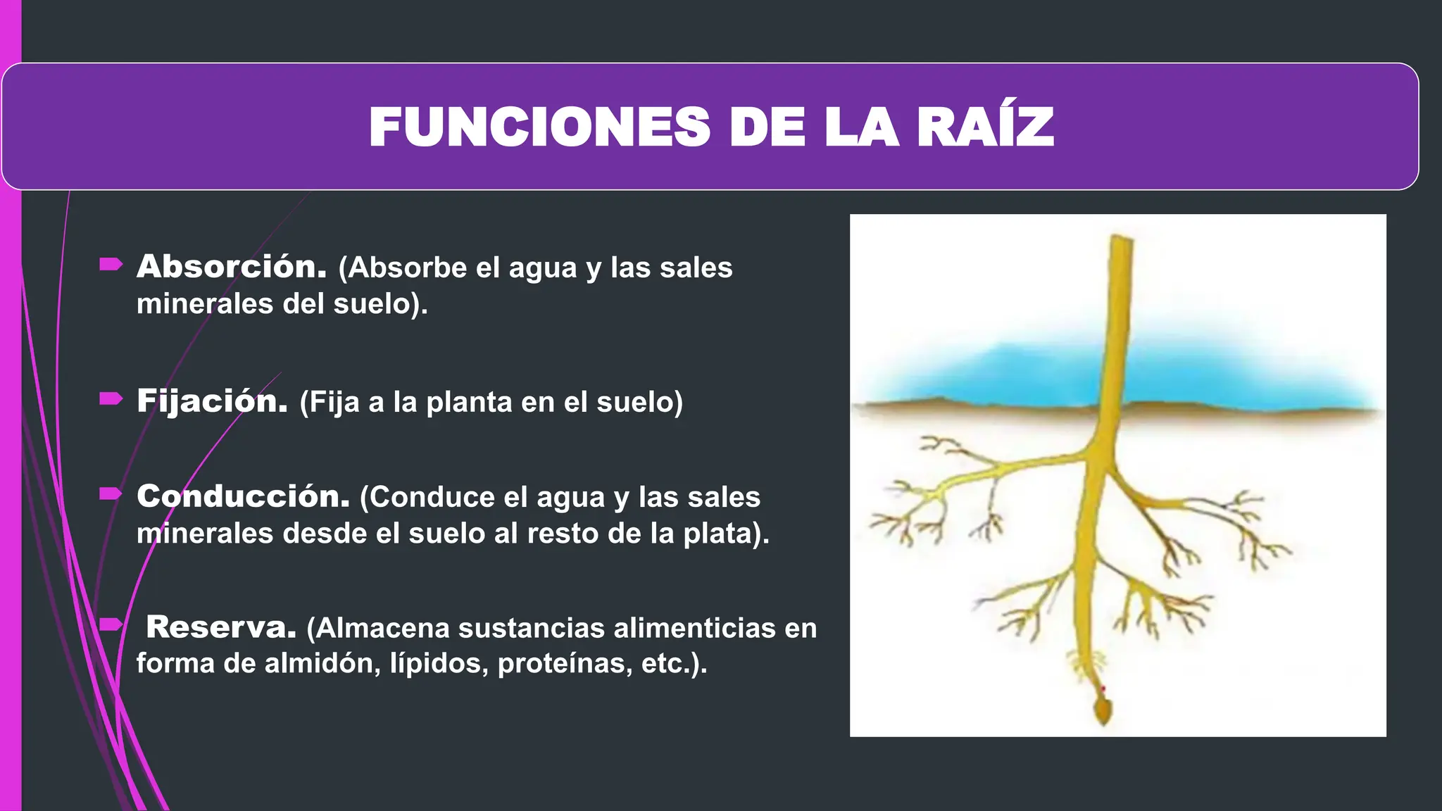 LA RAIZ CONCEPTO Y SUS PARTES TIPOS Y EJEMPLOS | PPTX