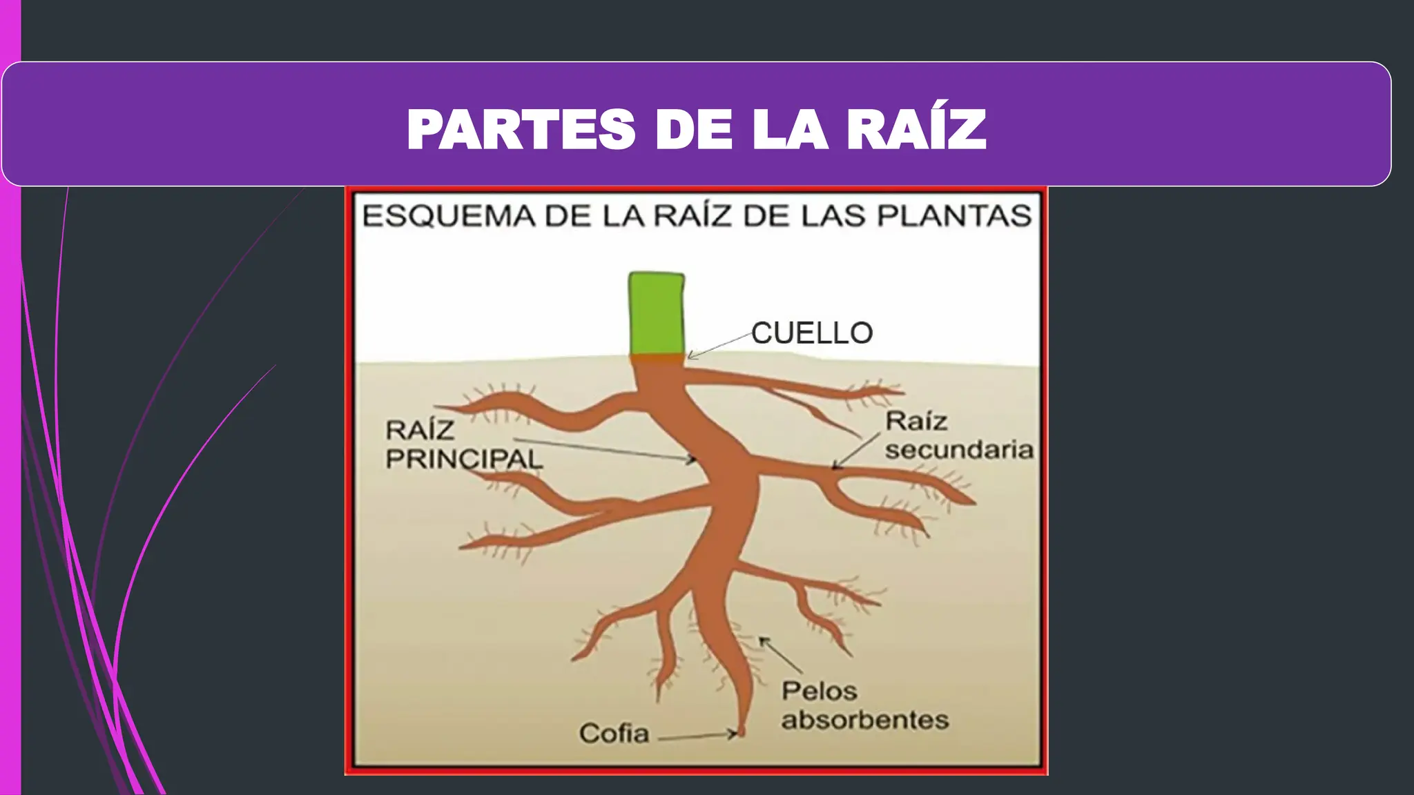 LA RAIZ CONCEPTO Y SUS PARTES TIPOS Y EJEMPLOS | PPTX