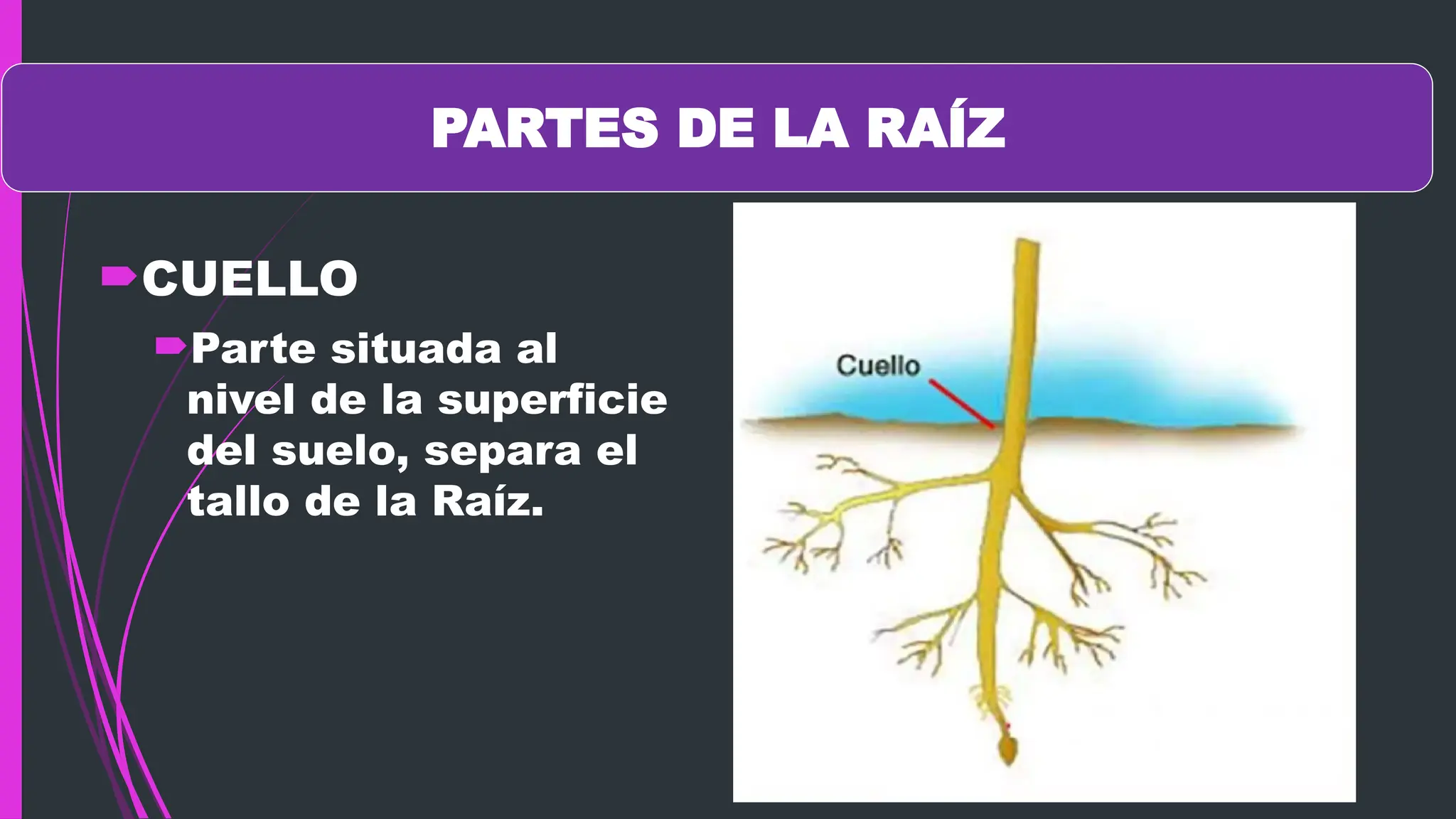 LA RAIZ CONCEPTO Y SUS PARTES TIPOS Y EJEMPLOS | PPTX