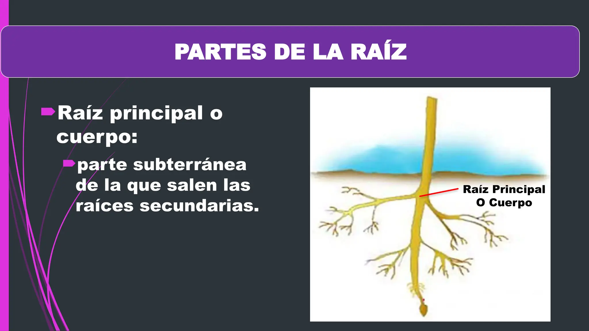 LA RAIZ CONCEPTO Y SUS PARTES TIPOS Y EJEMPLOS | PPTX