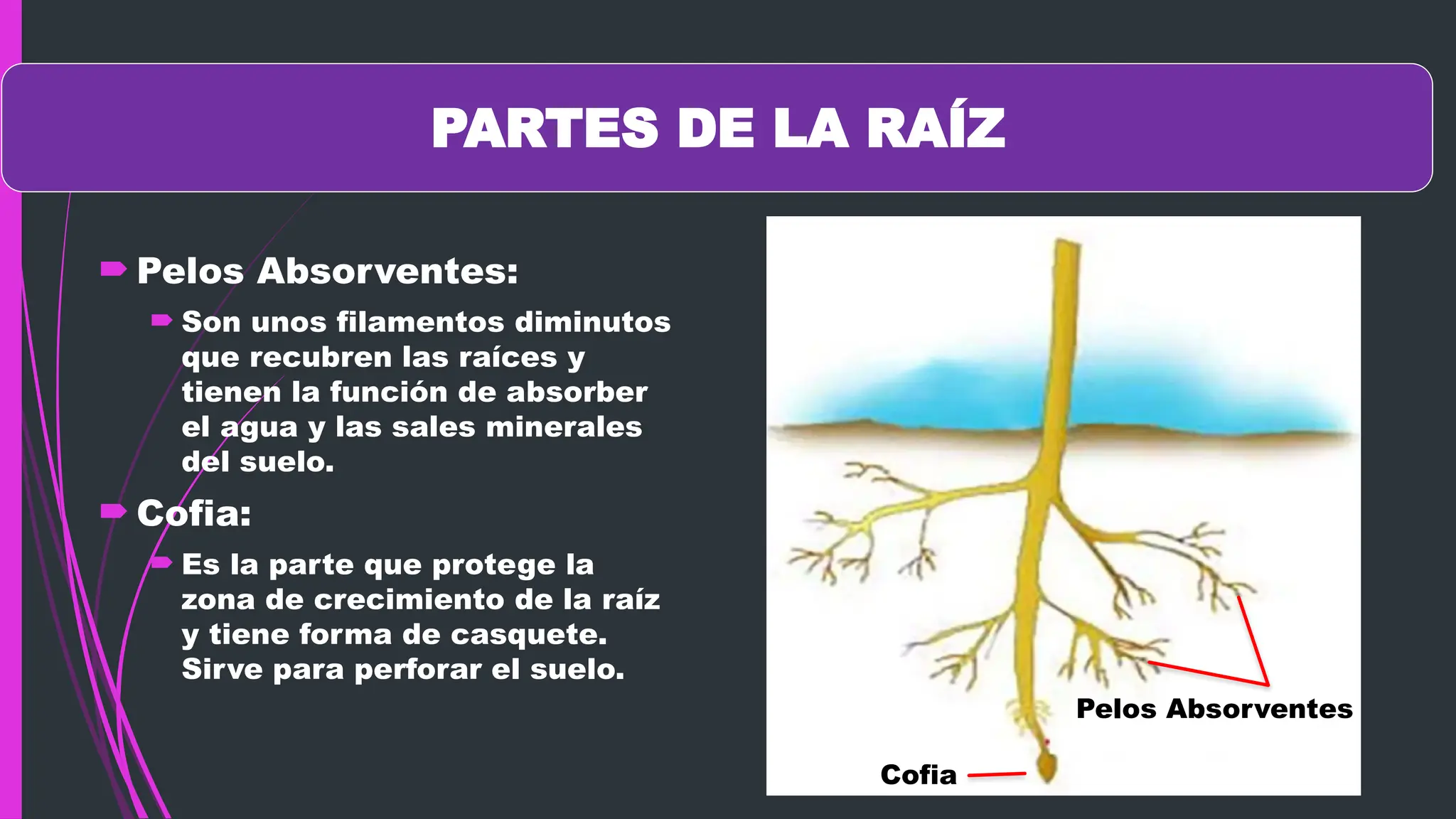 LA RAIZ CONCEPTO Y SUS PARTES TIPOS Y EJEMPLOS | PPTX