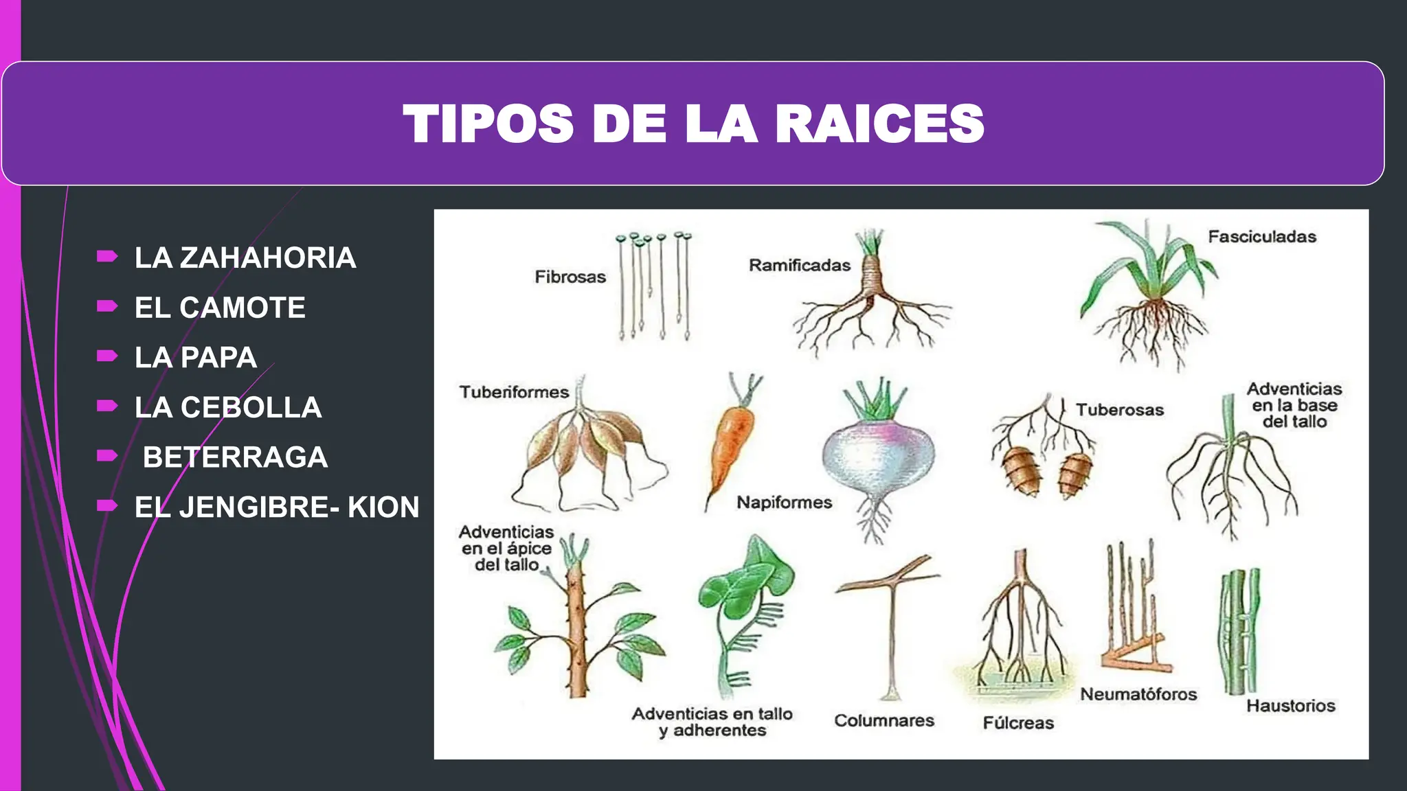 LA RAIZ CONCEPTO Y SUS PARTES TIPOS Y EJEMPLOS | PPTX