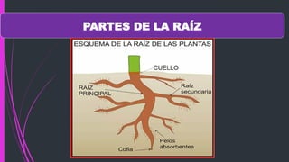 LA RAIZ CONCEPTO Y SUS PARTES TIPOS Y EJEMPLOS | PPTX