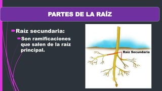 LA RAIZ CONCEPTO Y SUS PARTES TIPOS Y EJEMPLOS | PPTX