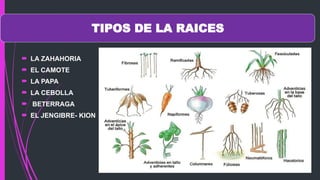 LA RAIZ CONCEPTO Y SUS PARTES TIPOS Y EJEMPLOS | PPTX