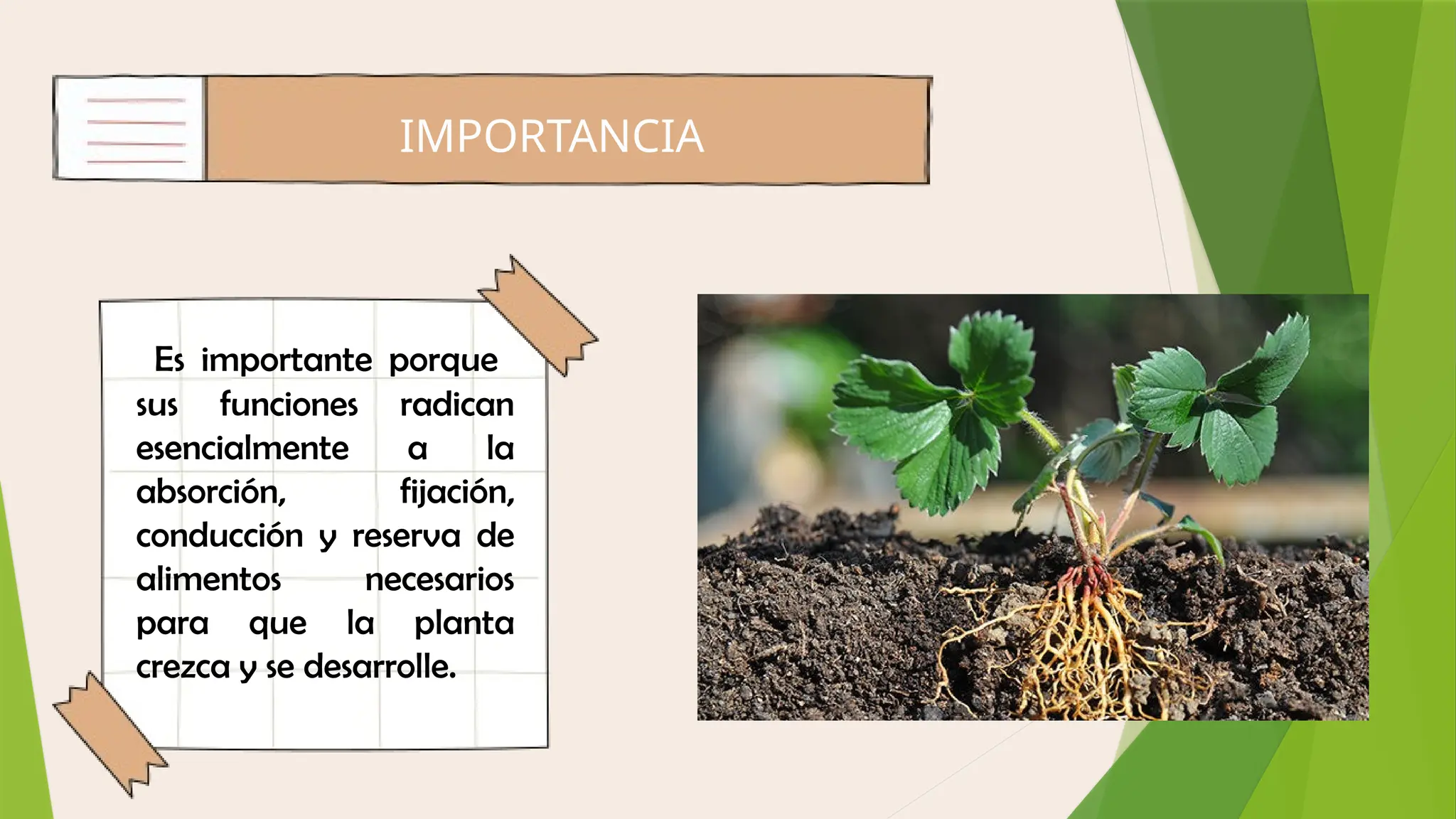 la raiz y sus partes para niños de primaria .pptx