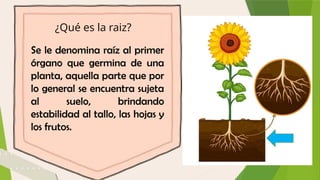 la raiz y sus partes para niños de primaria .pptx
