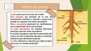 la raiz y sus partes para niños de primaria .pptx