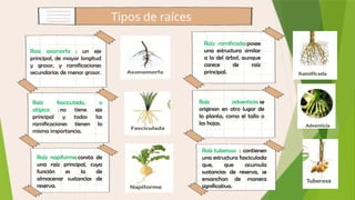 la raiz y sus partes para niños de primaria .pptx