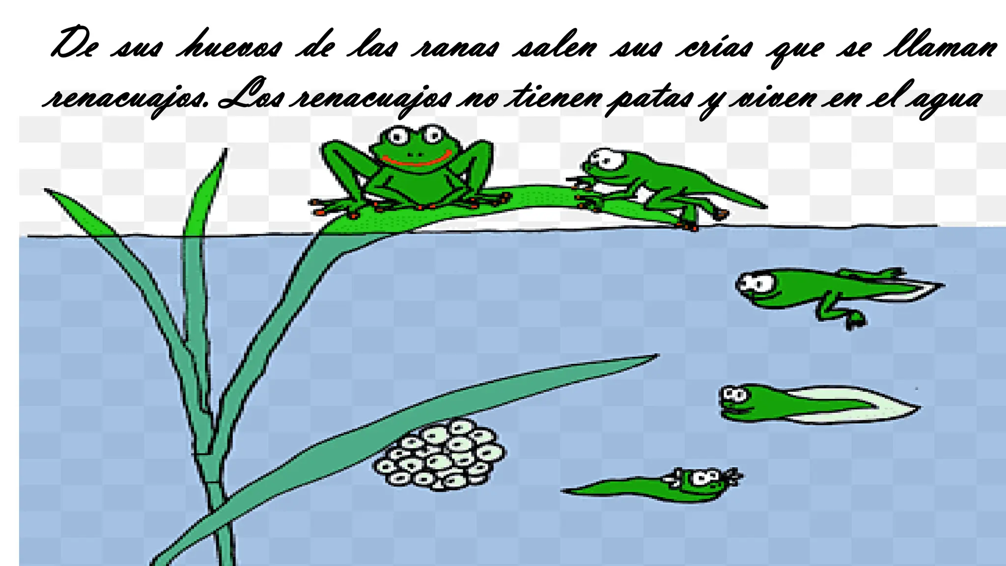 Cuento De La Rana Para Niños Del Nivel Primario Pptx