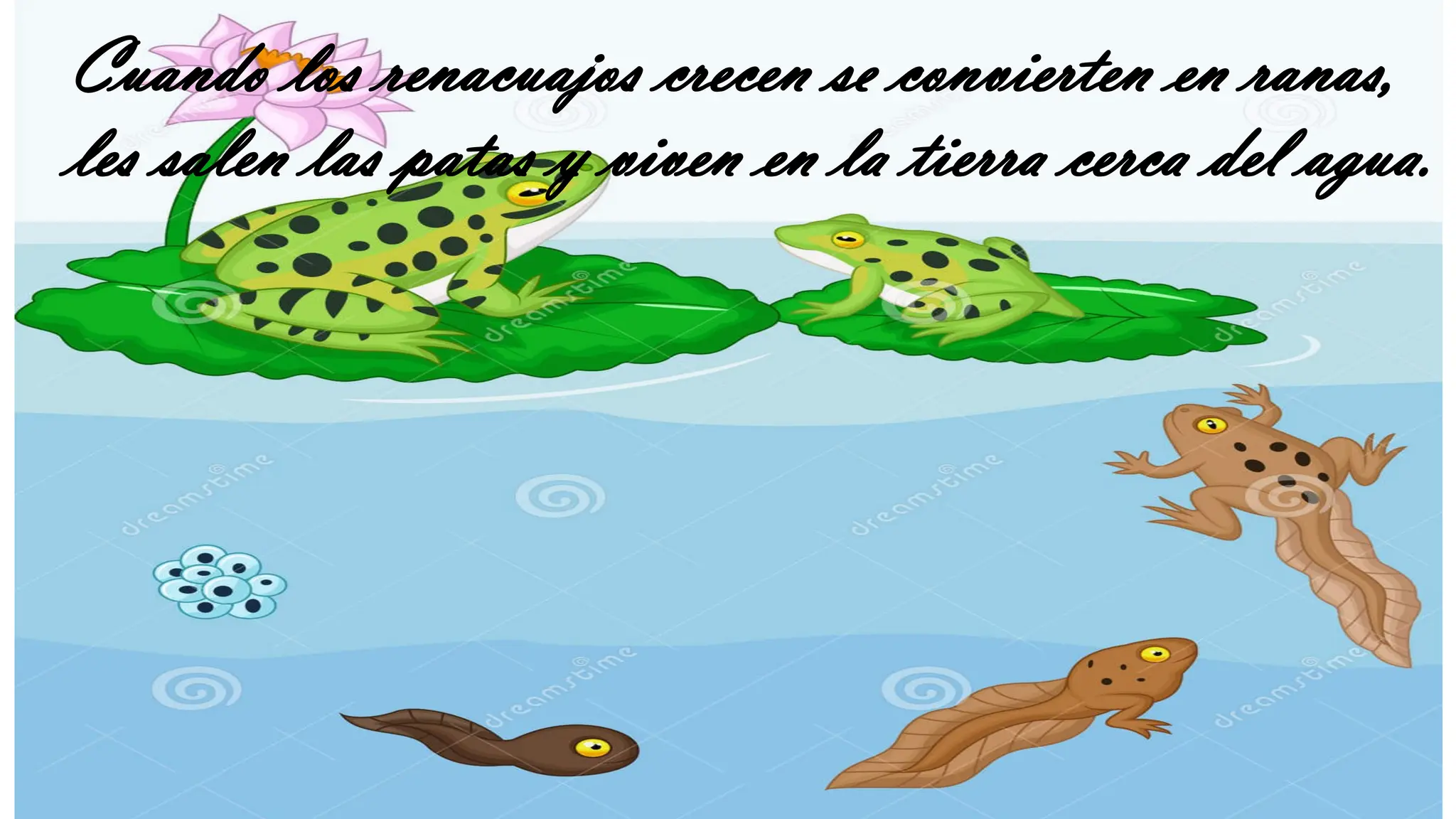 Cuento De La Rana Para Niños Del Nivel Primario Pptx