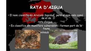 La rata d'aigua | PPT
