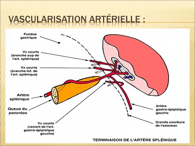 anatomie de la rate