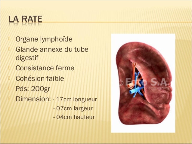 anatomie de la rate
