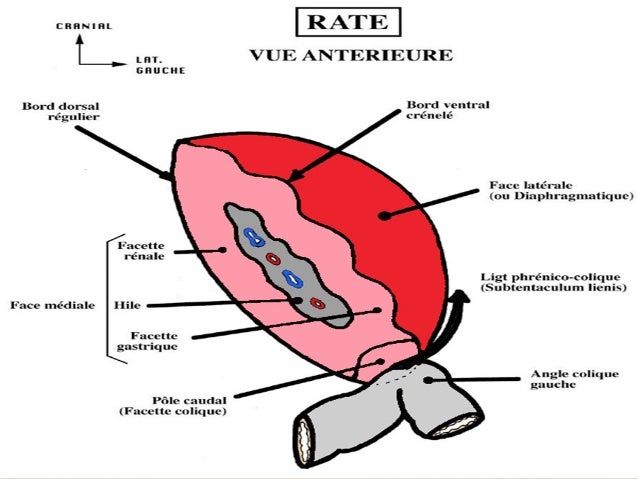 anatomie de la rate