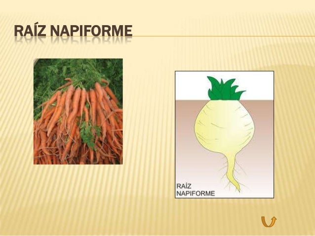 La raíz - Jaime Moreno