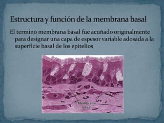 La región basal y sus especializaciones en la | PPTX