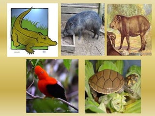 La región selva 2º | PPT
