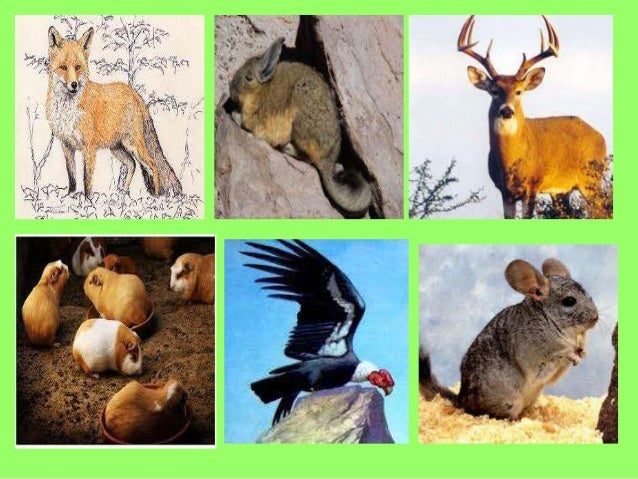 La región sierra 1º