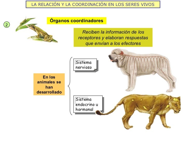 La relación y coordinación 2011