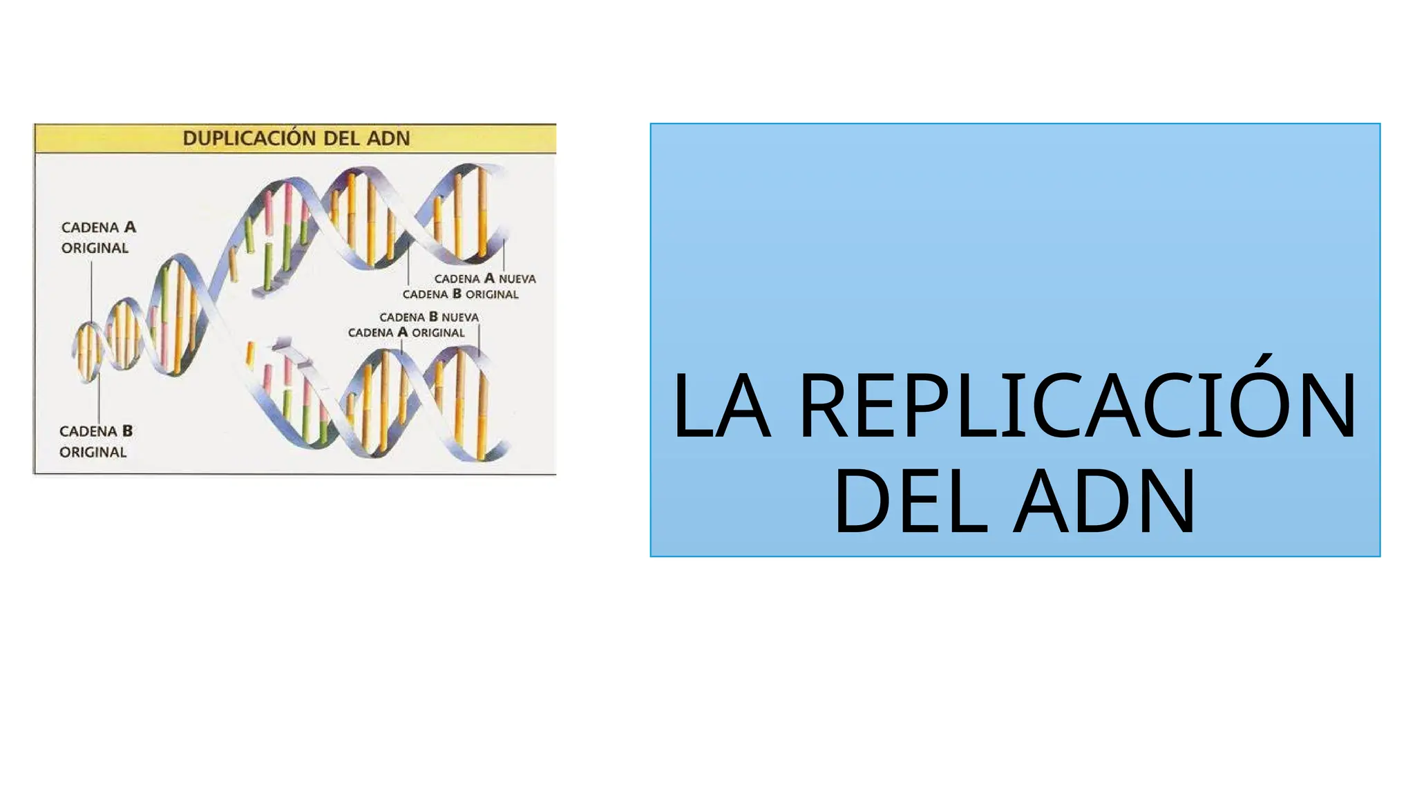 LA REPLICACIÓN DEL ADN del ser humano . | PPTX
