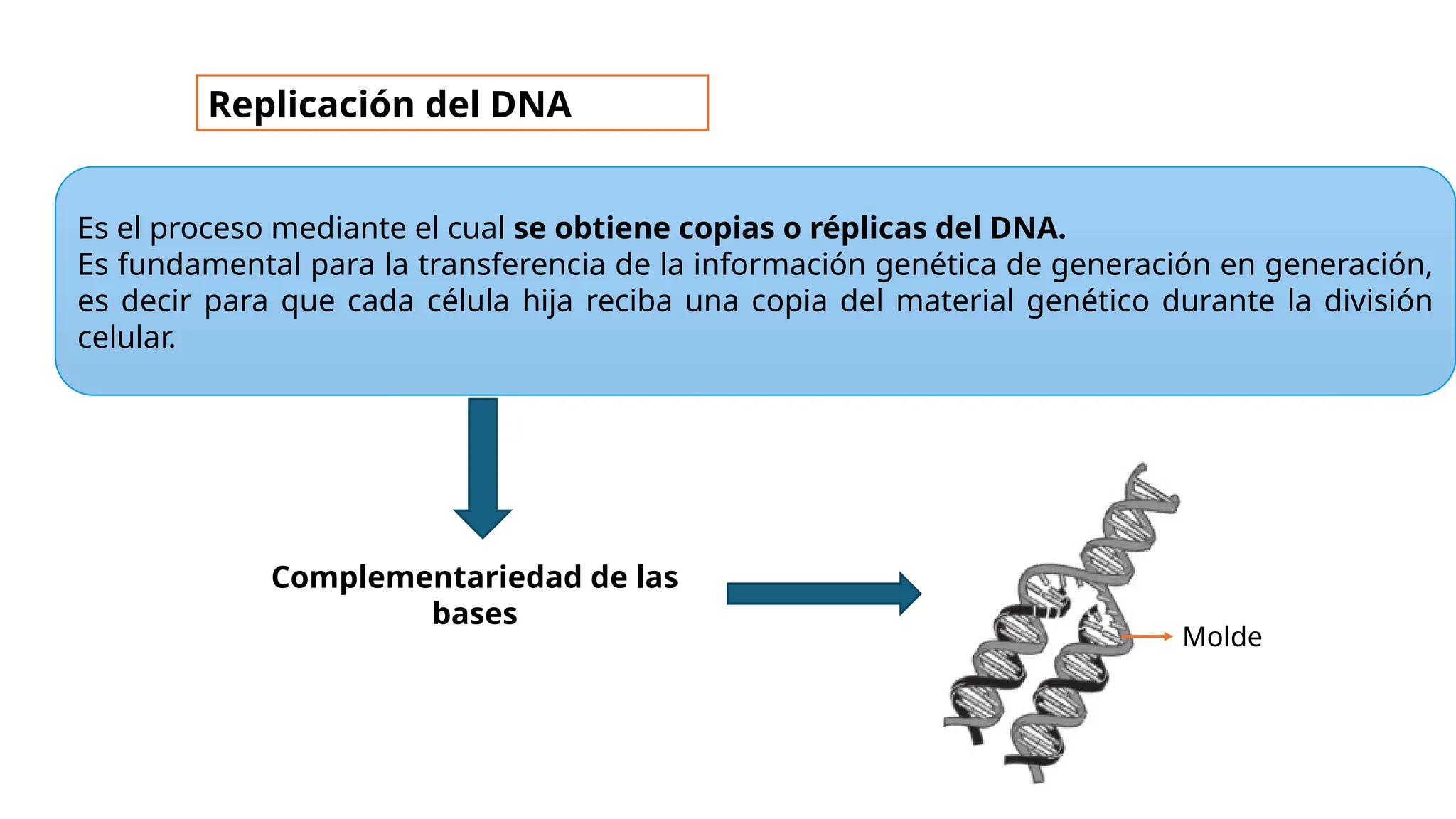 LA REPLICACIÓN DEL ADN del ser humano . | PPTX