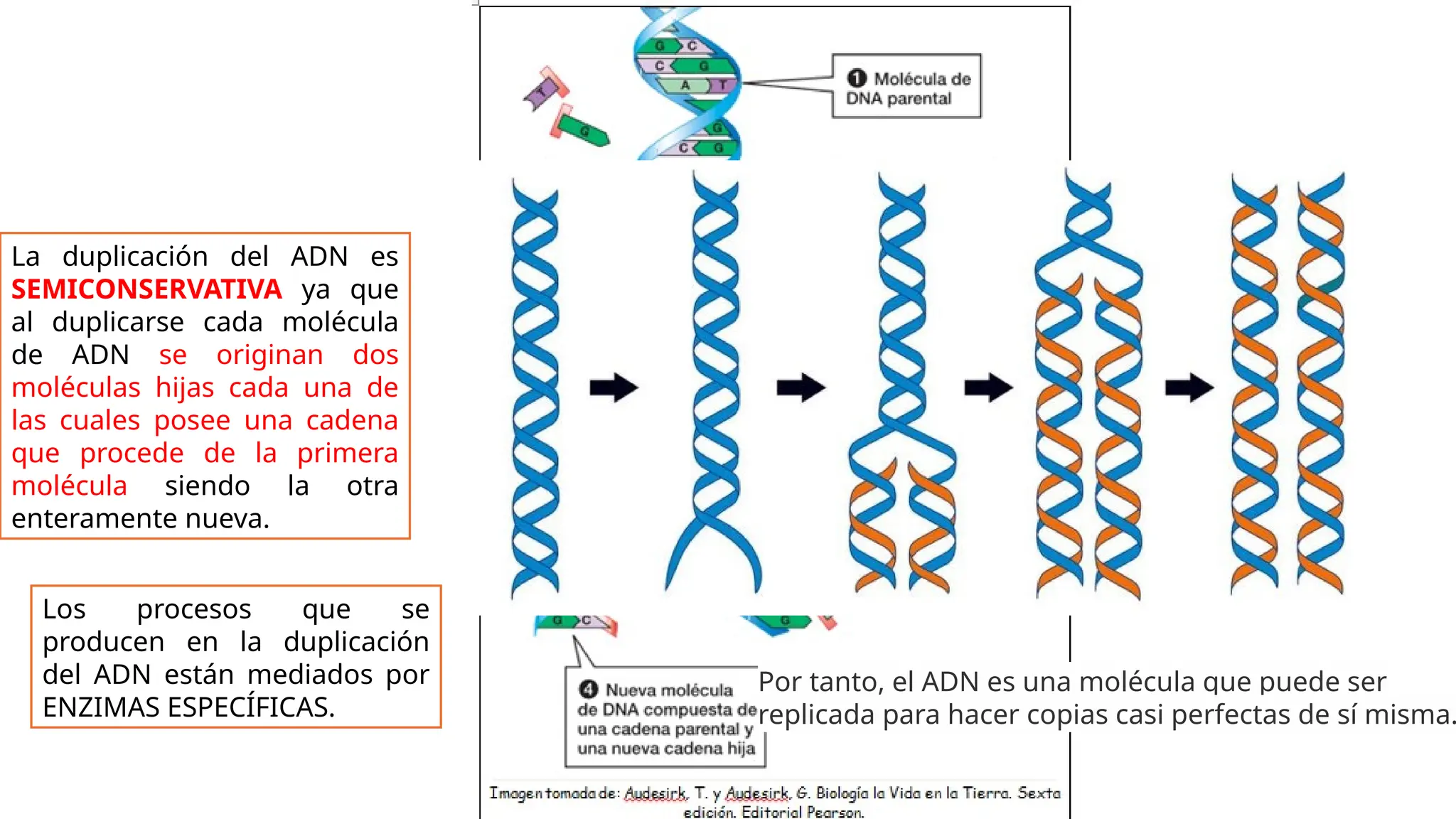 LA REPLICACIÓN DEL ADN del ser humano . | PPTX