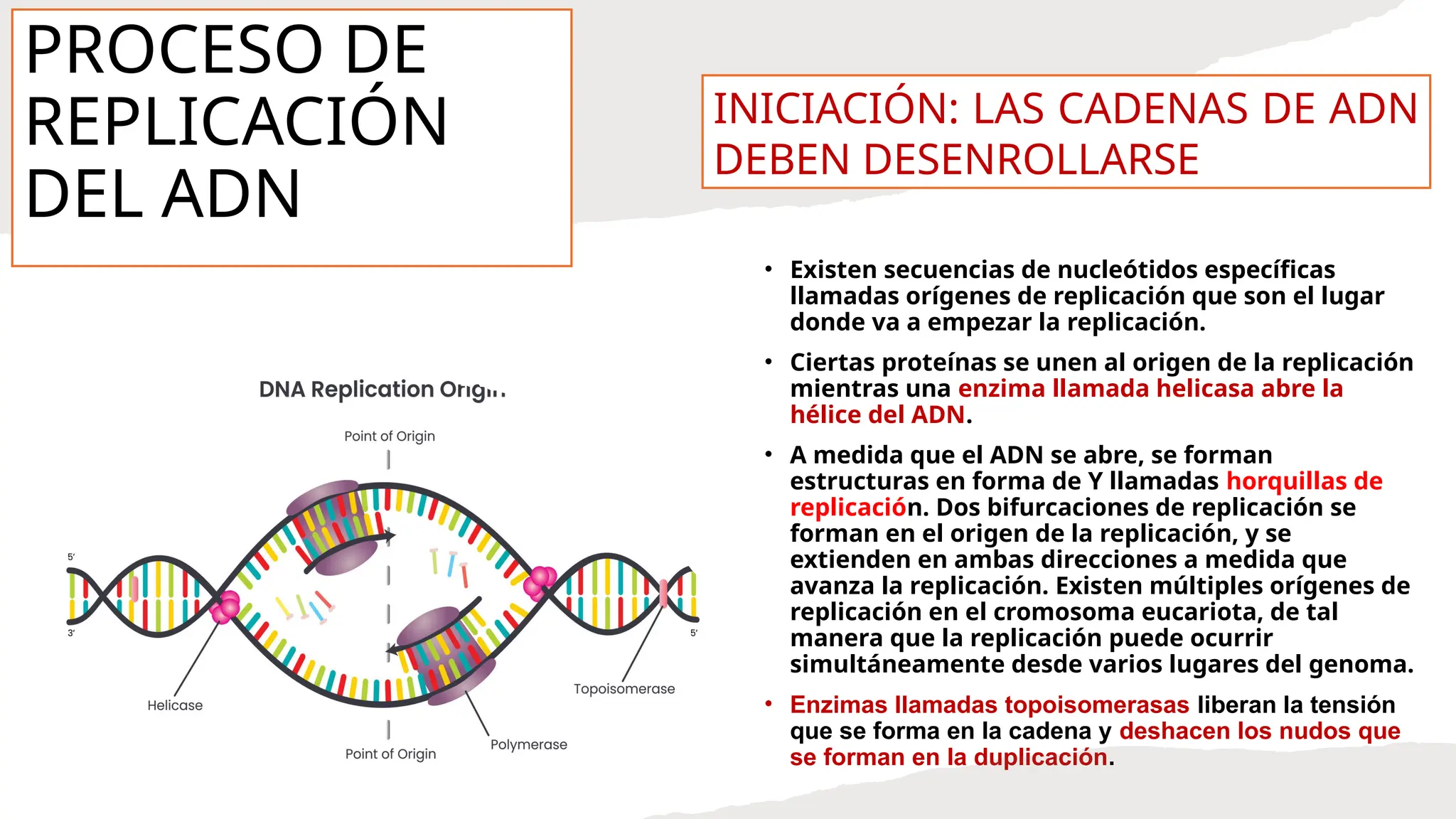 LA REPLICACIÓN DEL ADN del ser humano . | PPT | Descarga Gratuita