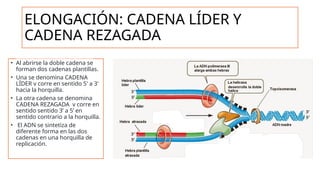 LA REPLICACIÓN DEL ADN del ser humano . | PPTX