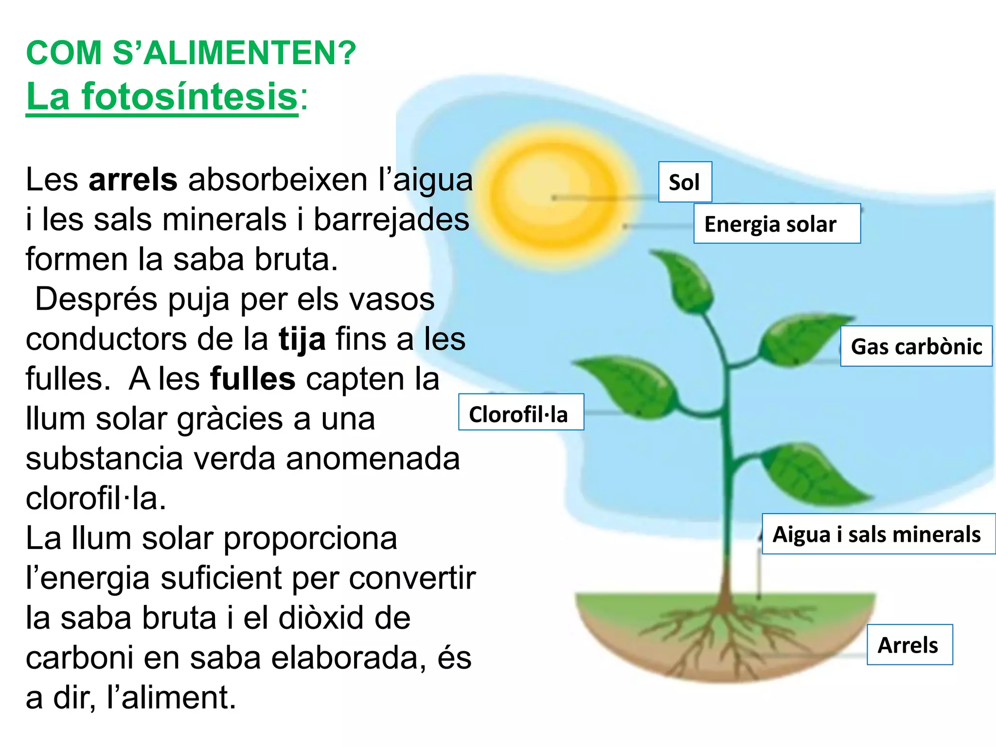 La reproducció de les plantes la pastanaga | PPTX