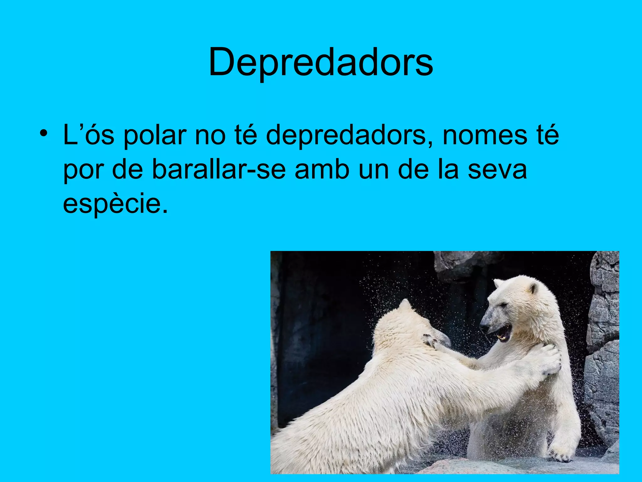 La reproducció de l’ós polar | PPT