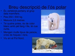 La reproducció de l’ós polar | PPT