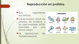 LA REPRODUCCIÓN EN LOS SERES VIVOS PARA GRADO OCTAVO | PPTX
