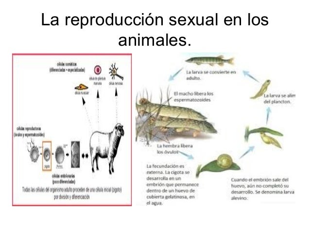 La reproducción animal