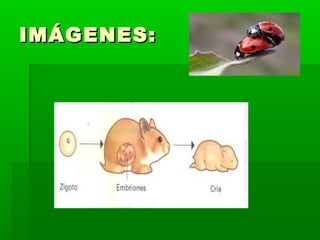La reproducción de los animales ines y ana 2º c | PPT