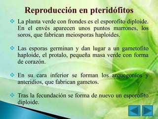 La reproducción en las plantas | PPTX