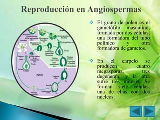 La reproducción en las plantas | PPTX