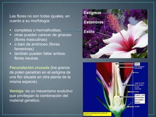 La reproducción en las plantas superiores | PPTX