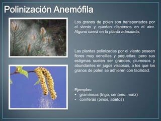 La reproducción en las plantas superiores | PPTX