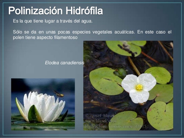 La reproducción en las plantas superiores